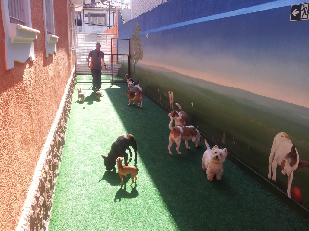 Creche para cães - Benefícios - Sunset Resort Hotel para cães